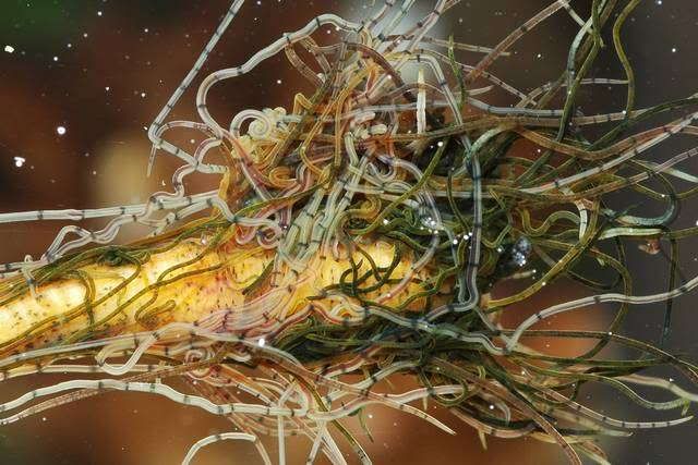 Spawning Spaghetti Worm (actually hair-worm, or cirratulid polychaete) | Reef2Reef